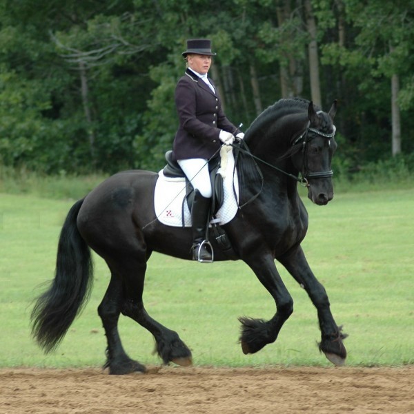 Friesian Heritage & Sporthorse News & Promotions